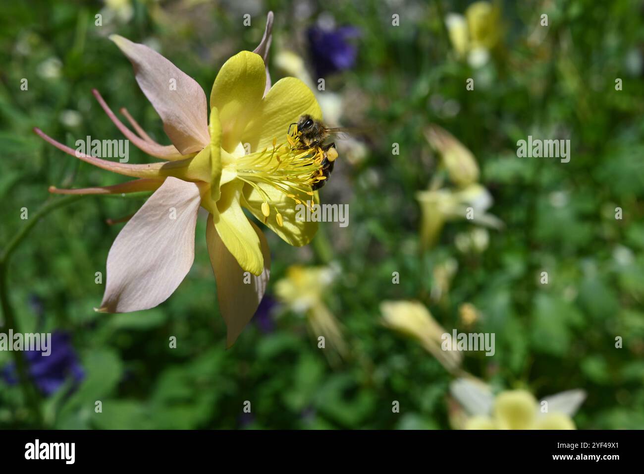 Bee buzzing near Granny's Bonnet flower. Also known as Columbine ...