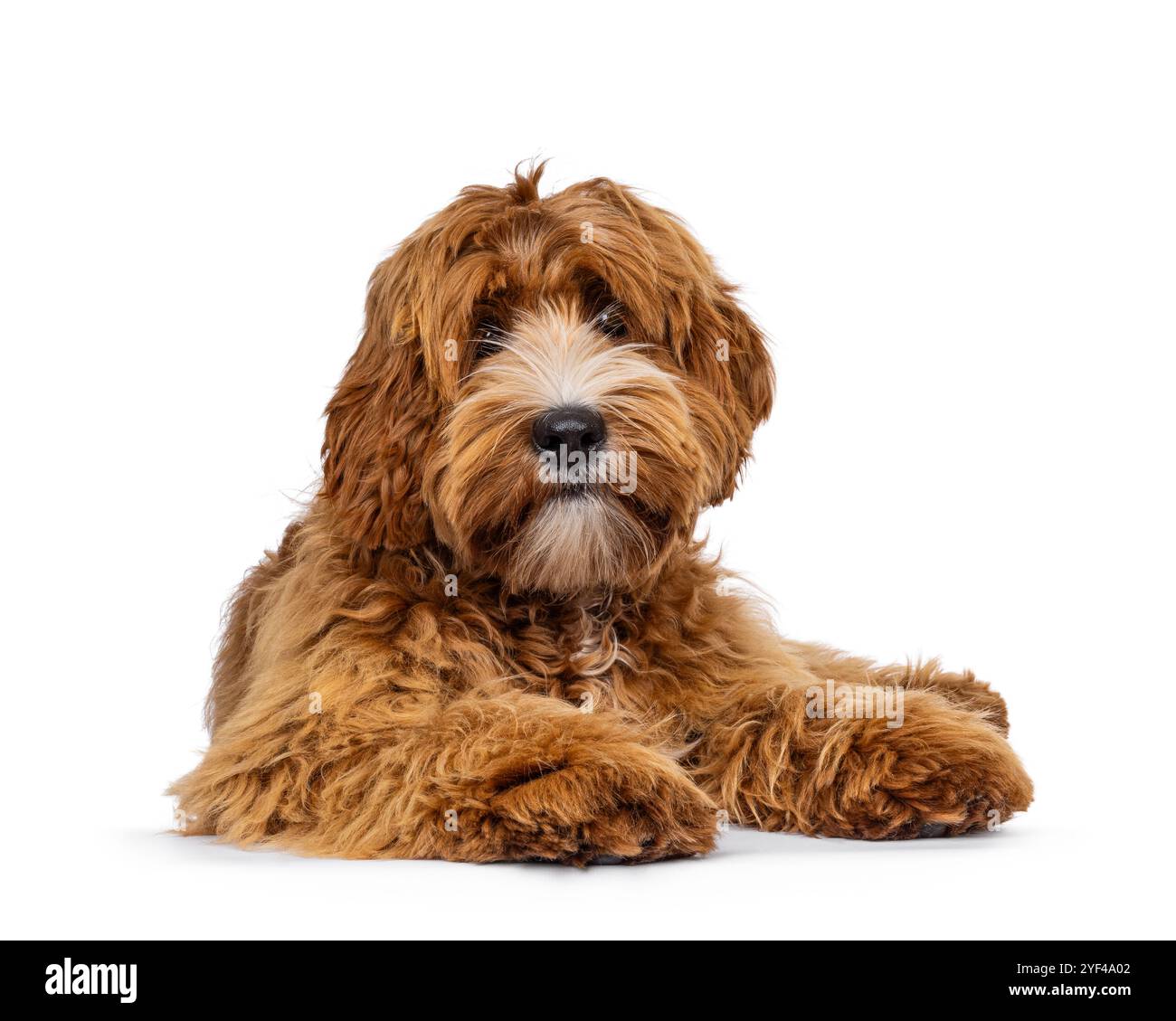 Cammello Labradoodle