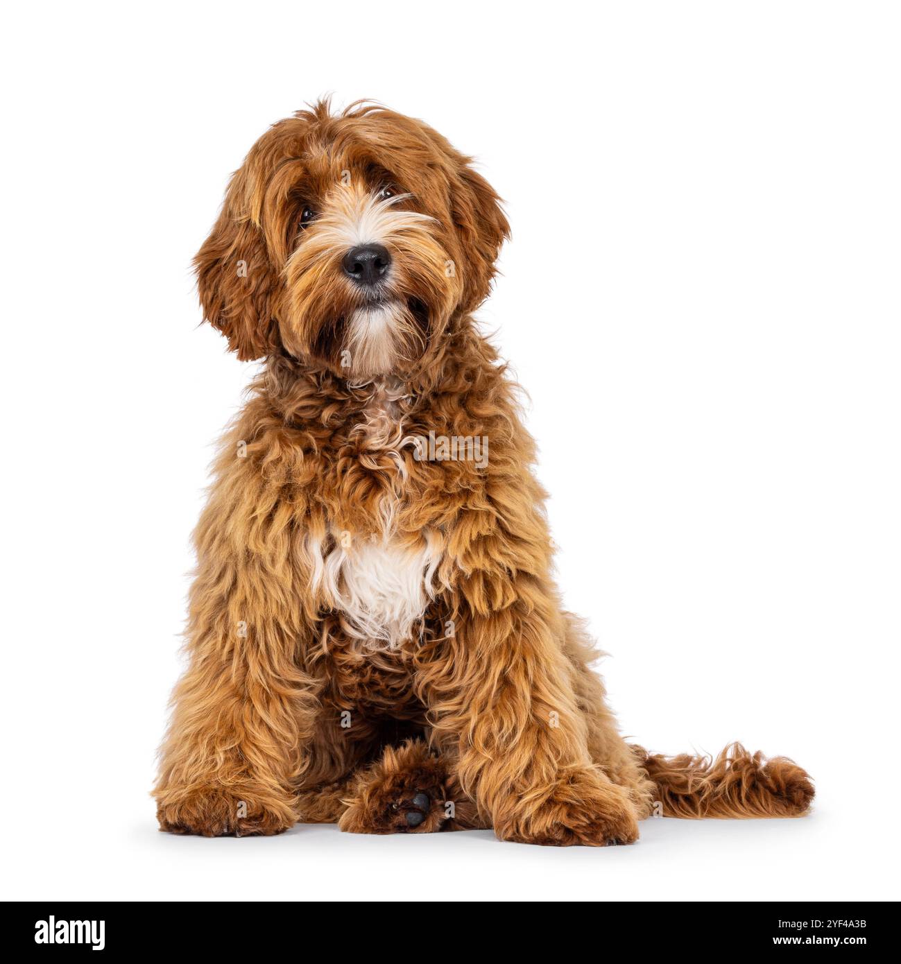 Adorable young labradoodle dog pup with white spots, sitting up facing ...