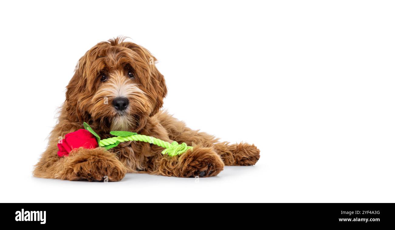 Adorable young labradoodle dog pup with white spots, laying down side ...