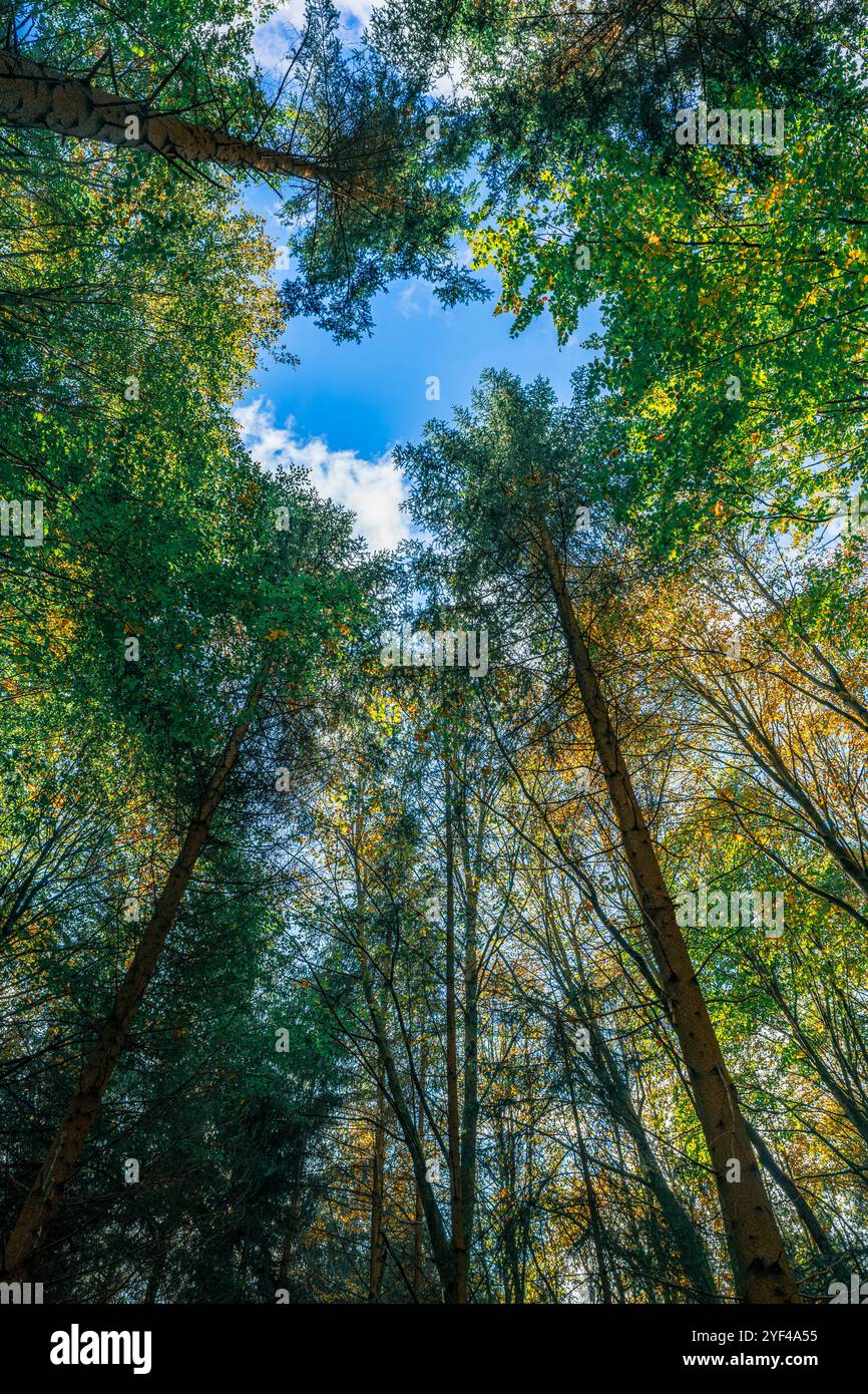 Looking up into the canopy of a forest, vibrant autumn colors fill the ...