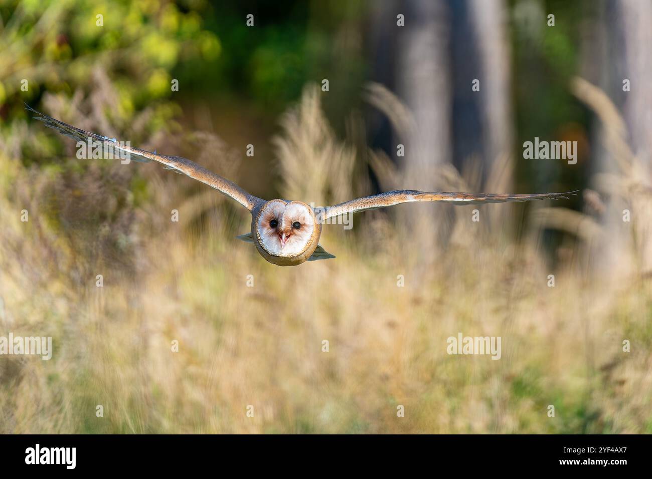 A barn owl (Tyto alba) gracefully flies low over a field during autumn ...