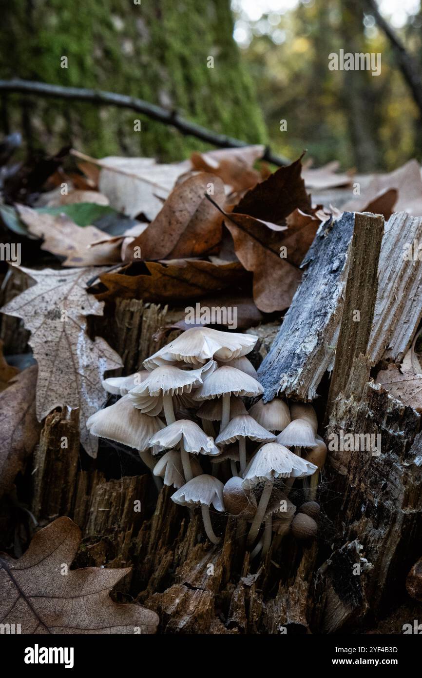 Seasonal natural scene, Tribec mountain range, Slovak republic. Travel ...