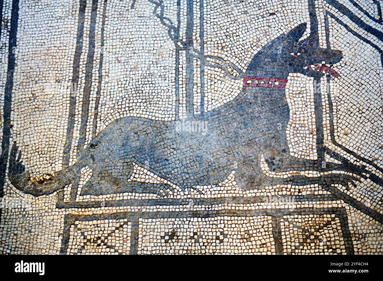artistic representation of a guard dog in an ancient Roman mosaic in ...