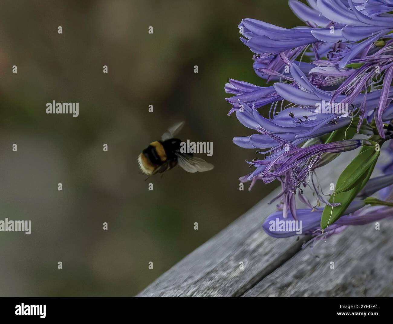 Bumblebee flies to an agapanthus Stock Photo - Alamy