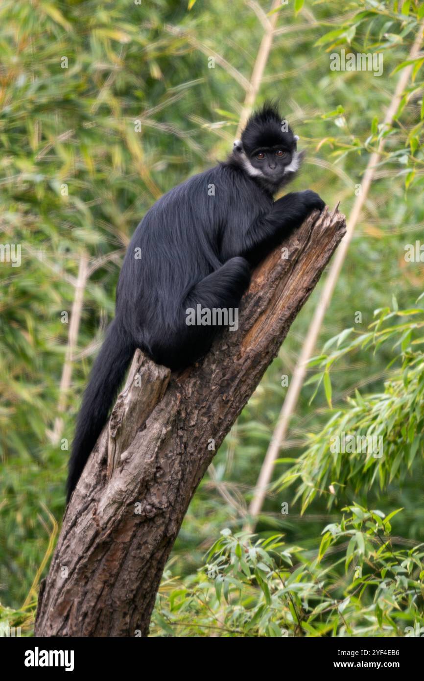 François's Leaf Monkey - Trachypithecus francoisi, beautiful black and ...