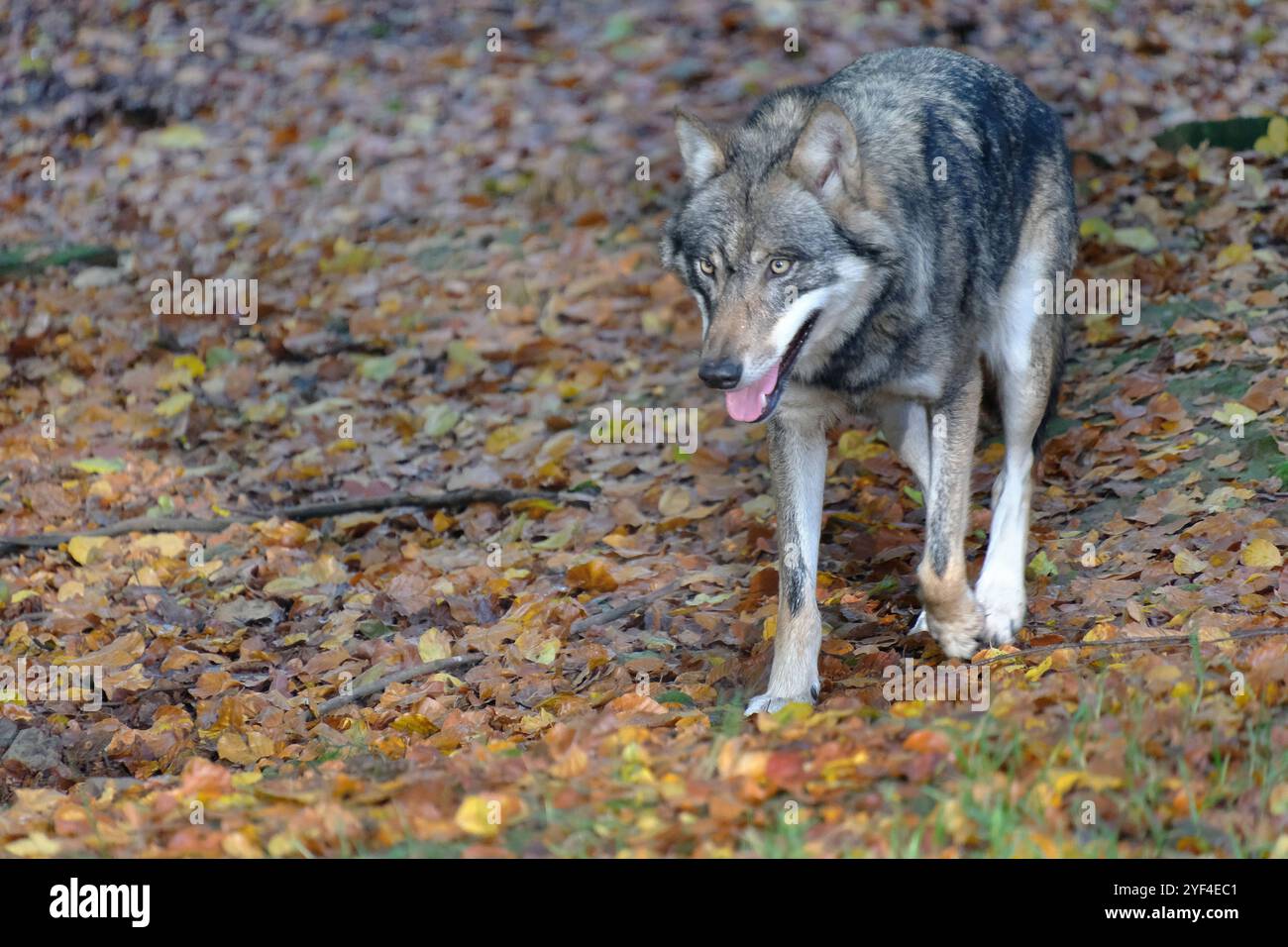 Wolf-Europaeischer Grauwolf in Deutschland in Aktion. Wolf-Grauwolf ...
