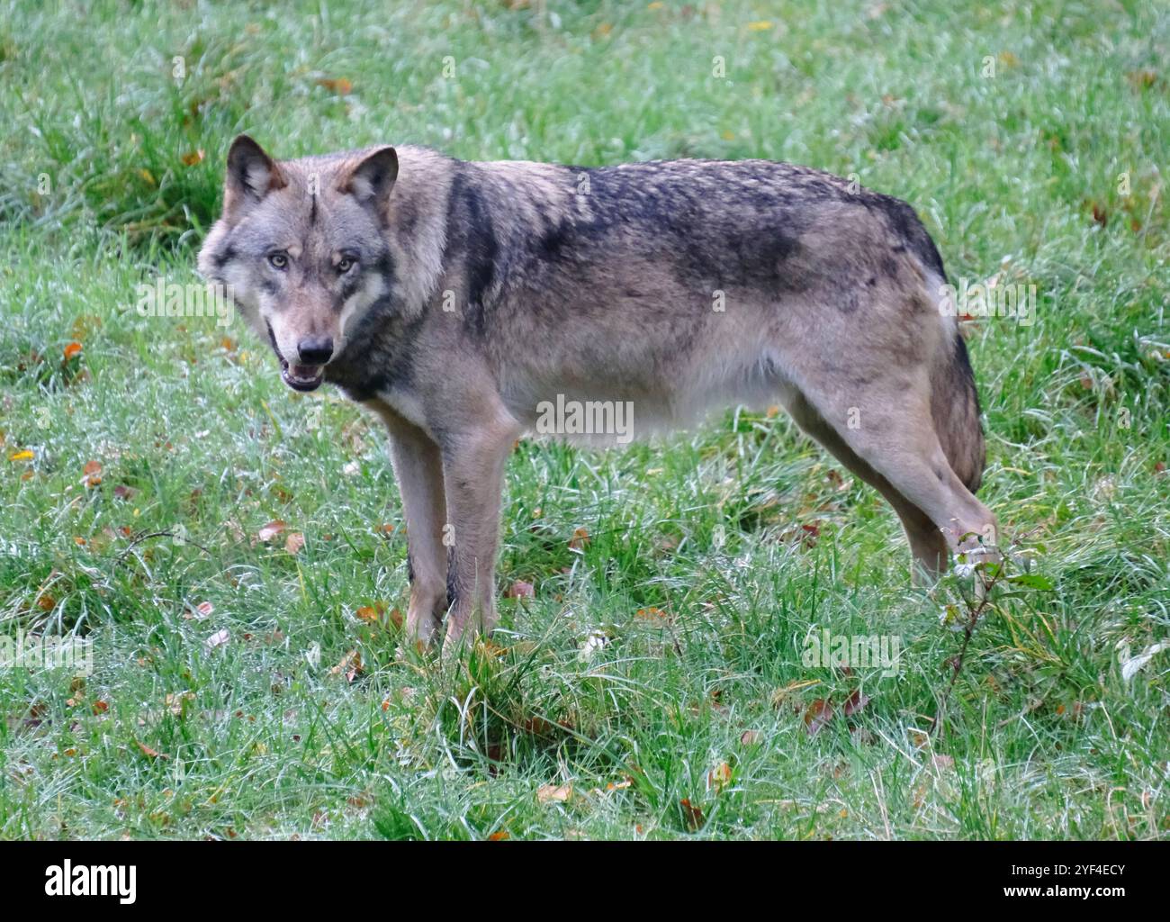 Wolf-Europaeischer Grauwolf in Deutschland in Aktion. Wolf-Grauwolf ...