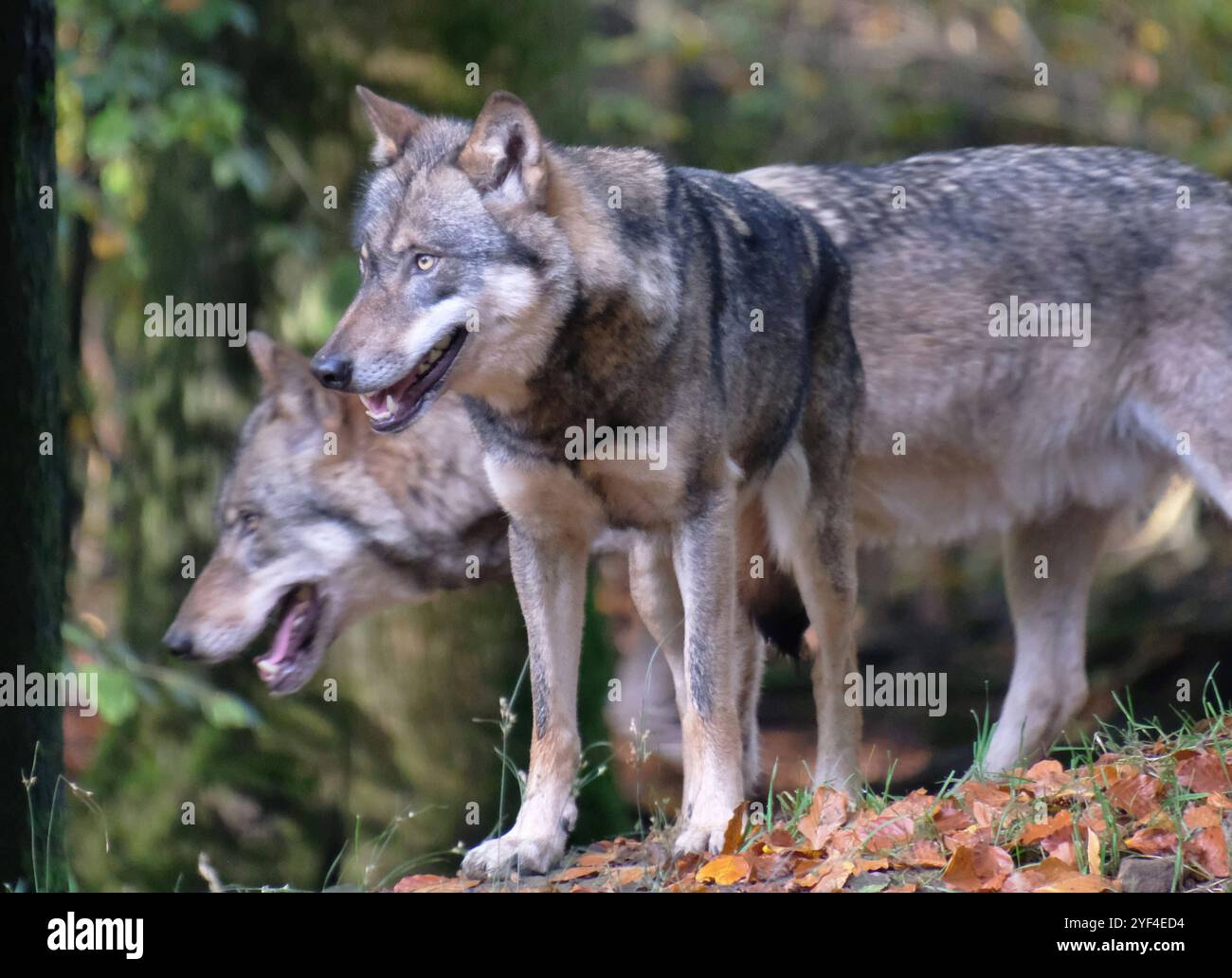 Wolf-Europaeischer Grauwolf in Deutschland in Aktion. Wolf-Grauwolf ...
