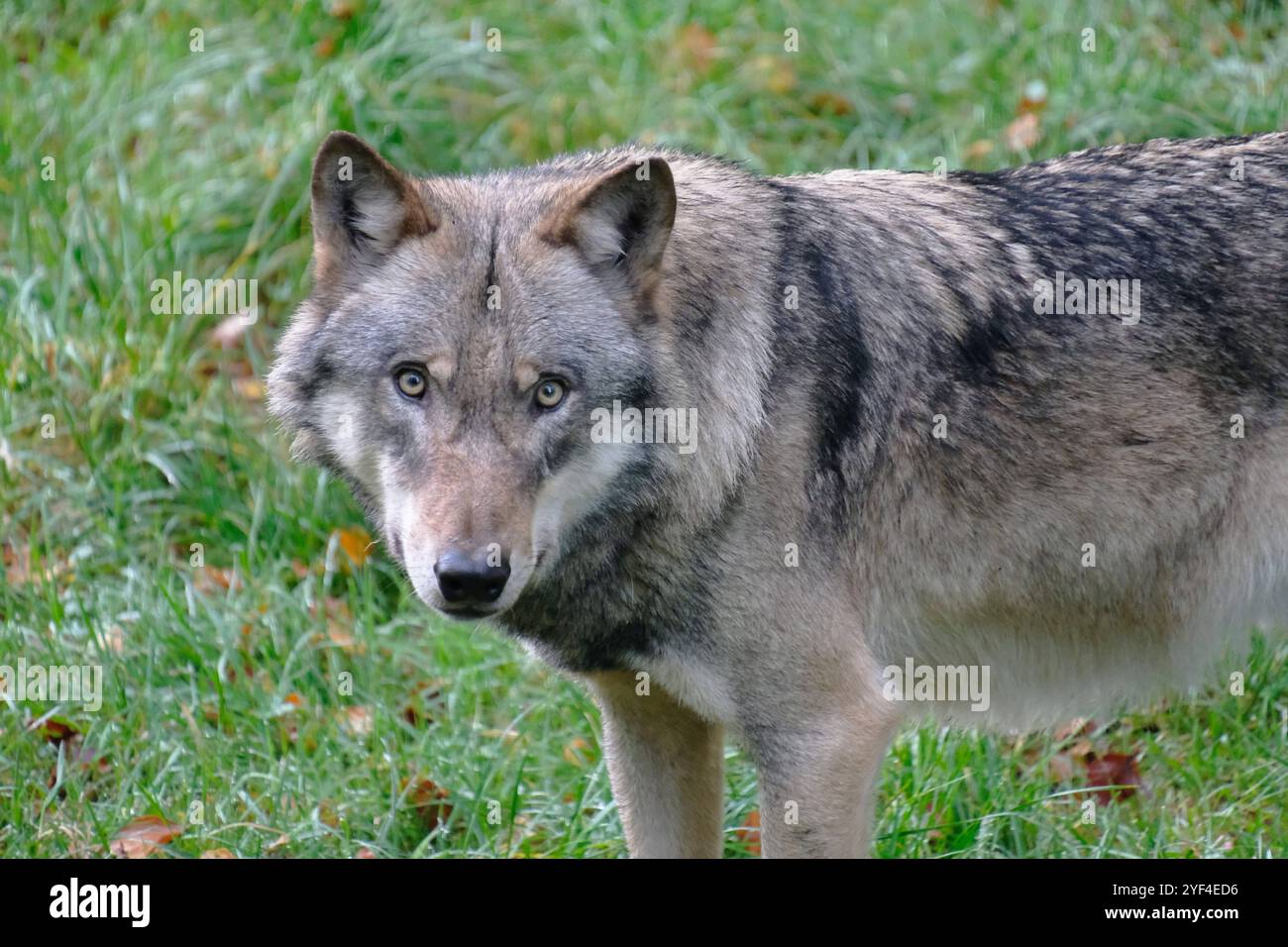 Wolf-Europaeischer Grauwolf in Deutschland in Aktion. Wolf-Grauwolf ...