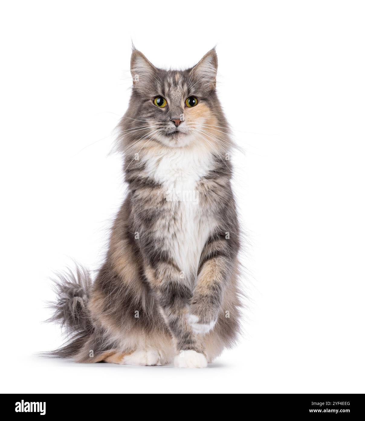 Adult blue tortie Norwegian Forestcat, sitting up facing front. Looking ...