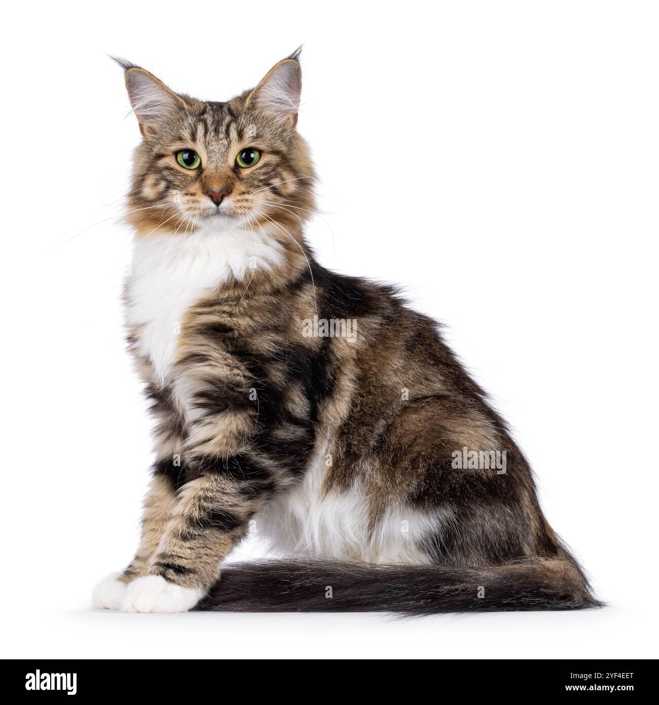 Sweet black tabby blotched Norwegian Forestcat kitten, sitting up side ...
