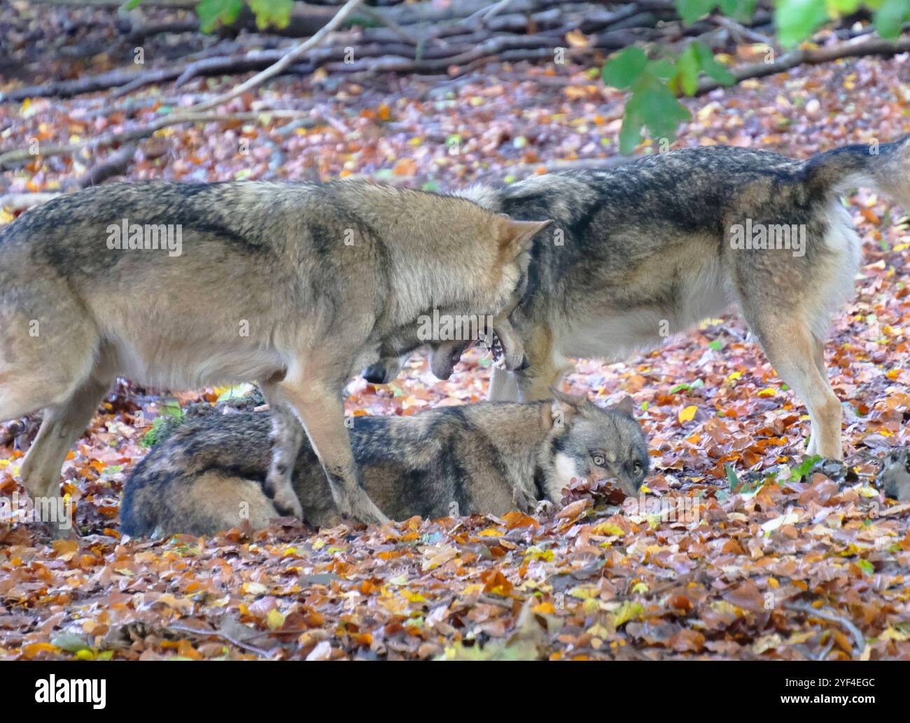 Wolf-Europaeischer Grauwolf in Deutschland in Aktion. Wolf-Grauwolf ...