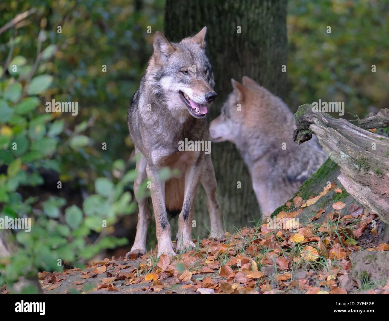 Wolf-Europaeischer Grauwolf in Deutschland in Aktion. Wolf-Grauwolf ...