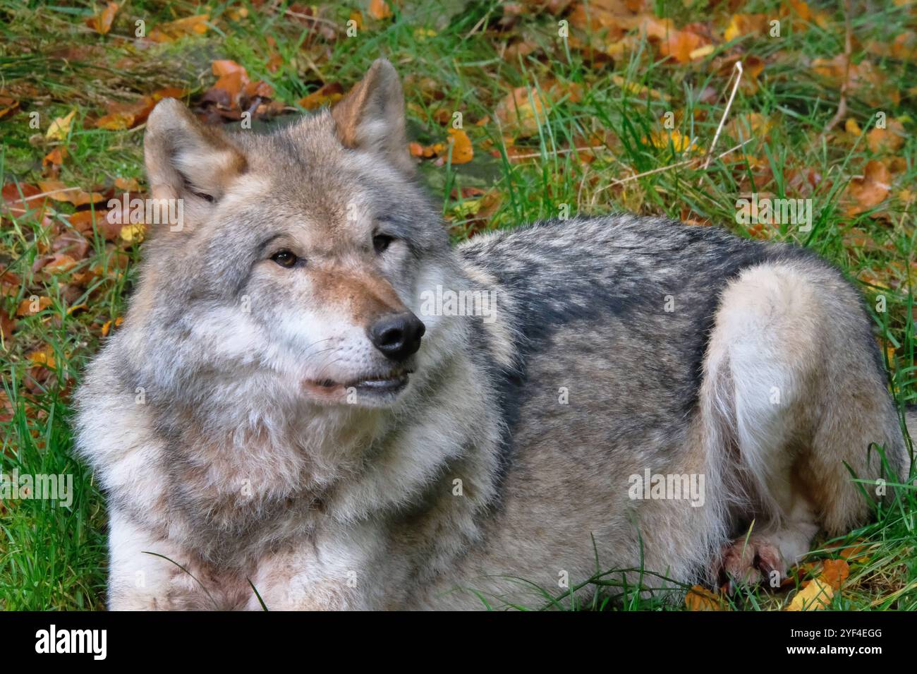 Wolf-Europaeischer Grauwolf in Deutschland in Aktion. Wolf-Grauwolf ...