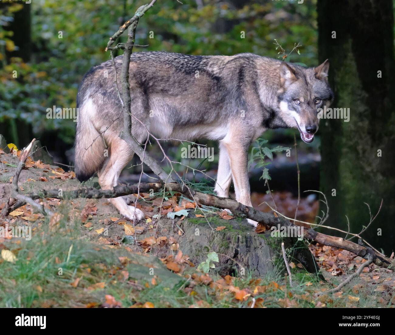 Wolf-Europaeischer Grauwolf in Deutschland in Aktion. Wolf-Grauwolf ...