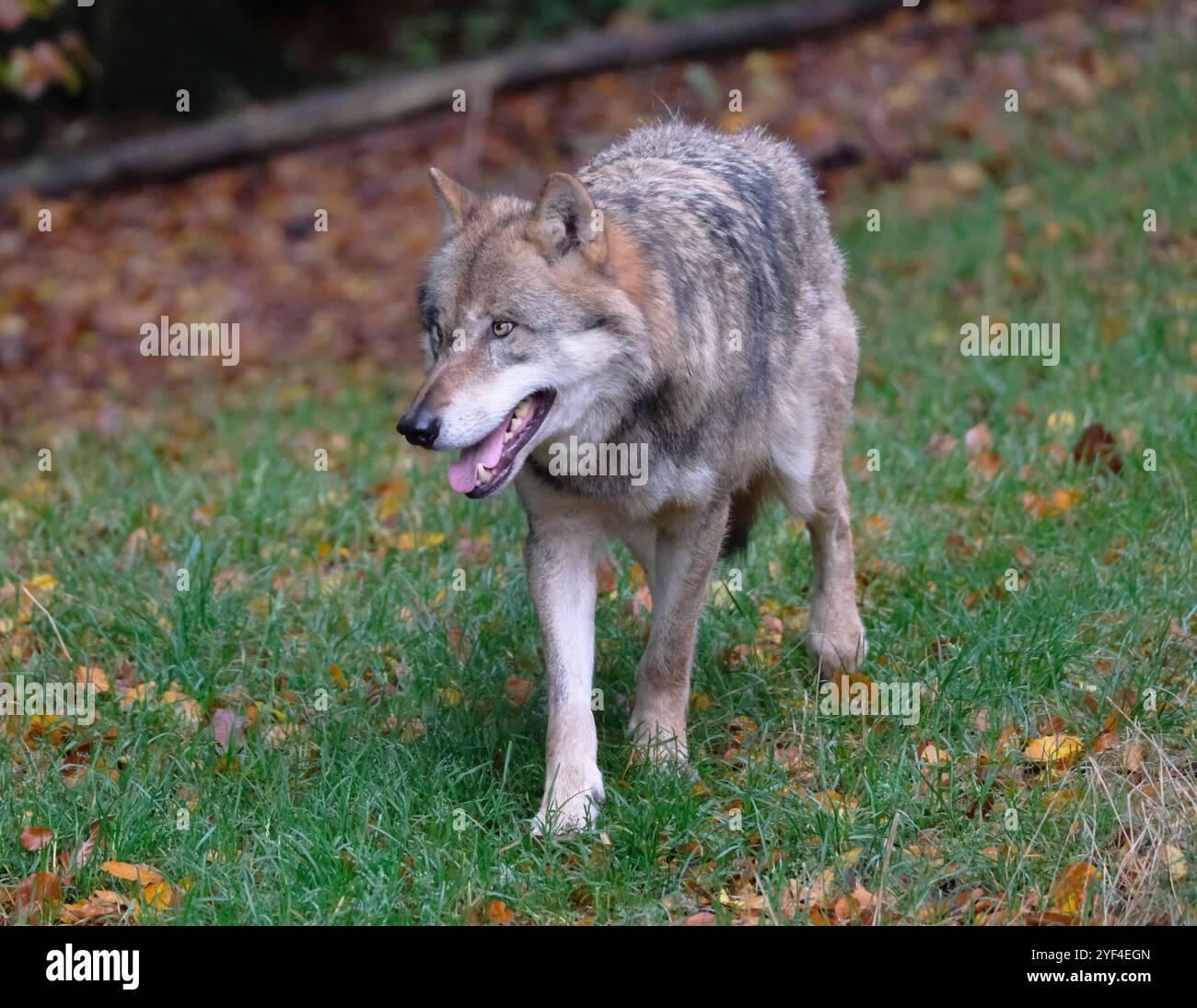 Wolf-Europaeischer Grauwolf in Deutschland in Aktion. Wolf-Grauwolf ...