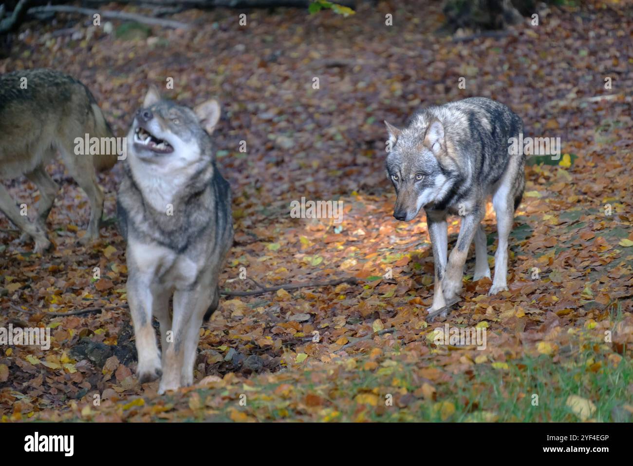 Wolf-Europaeischer Grauwolf in Deutschland in Aktion. Wolf-Grauwolf ...