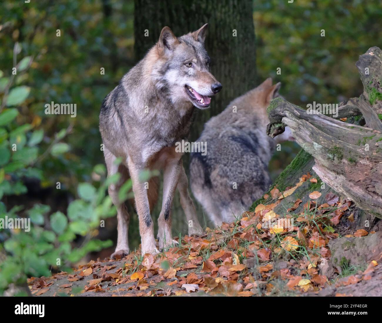 Wolf-Europaeischer Grauwolf in Deutschland in Aktion. Wolf-Grauwolf ...
