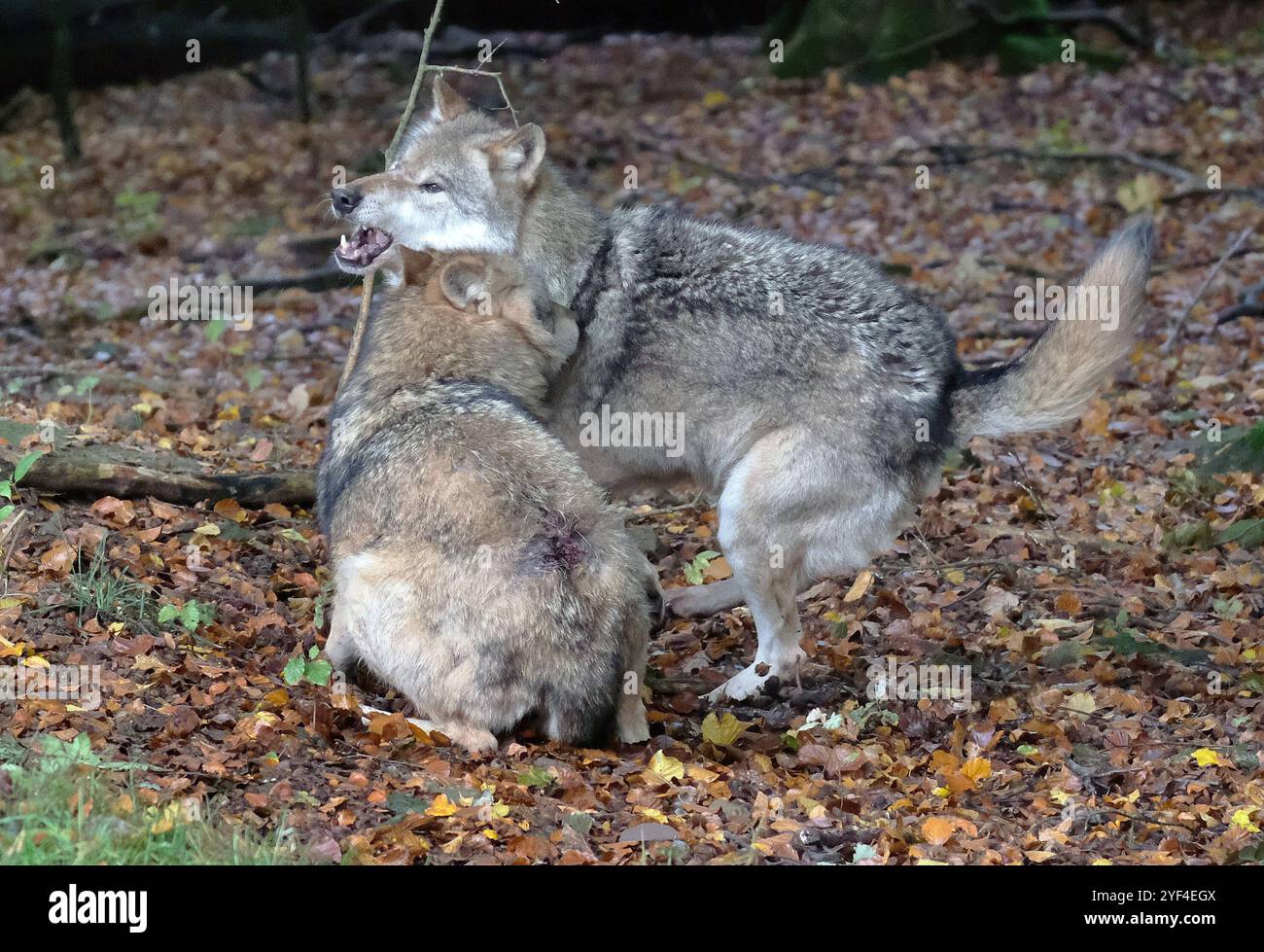Wolf-Europaeischer Grauwolf in Deutschland in Aktion. Wolf-Grauwolf ...