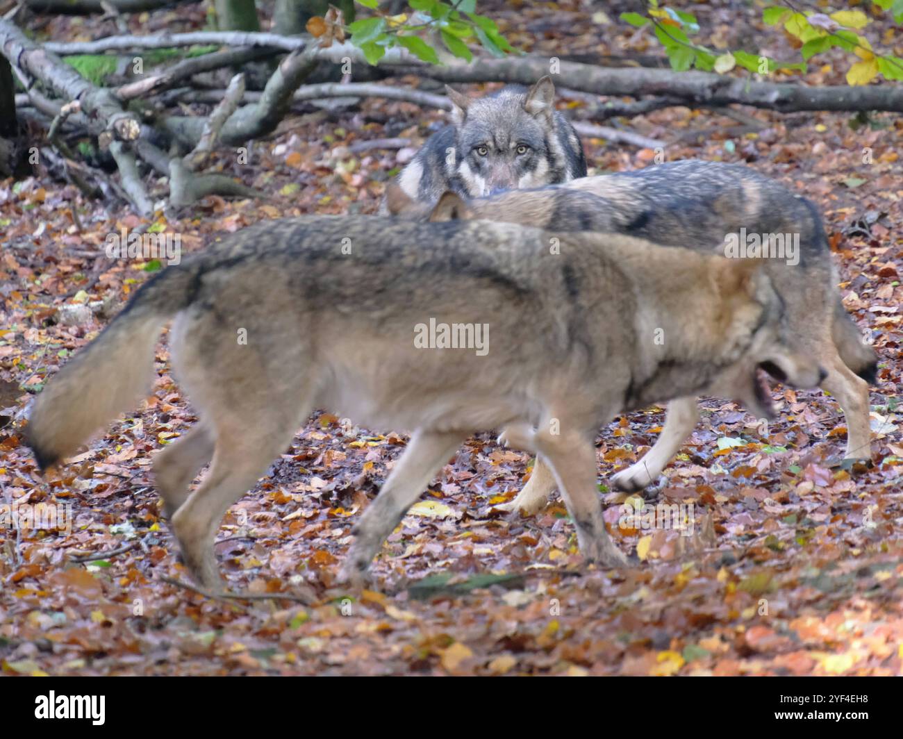 Wolf-Europaeischer Grauwolf in Deutschland in Aktion. Wolf-Grauwolf ...