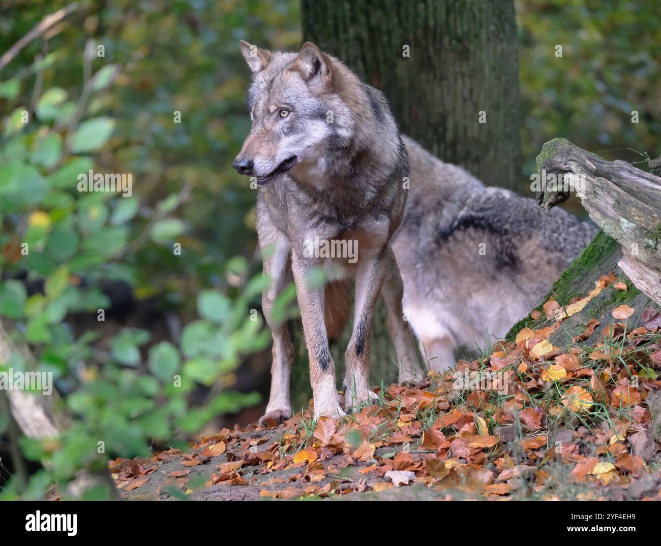 Wolf-Europaeischer Grauwolf in Deutschland in Aktion. Wolf-Grauwolf ...