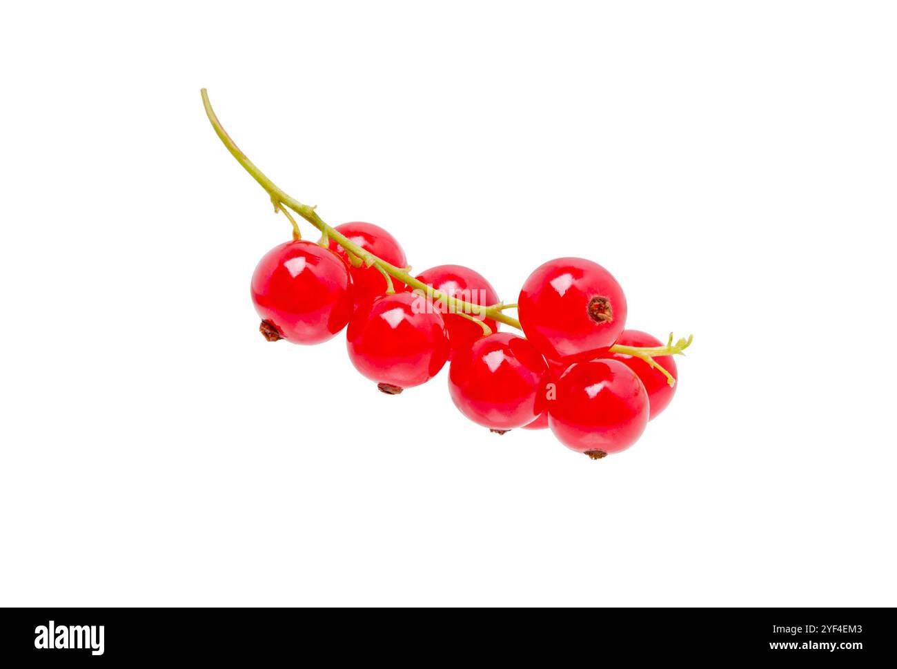 Currant red isolated. Red Currant on white background with clipping ...