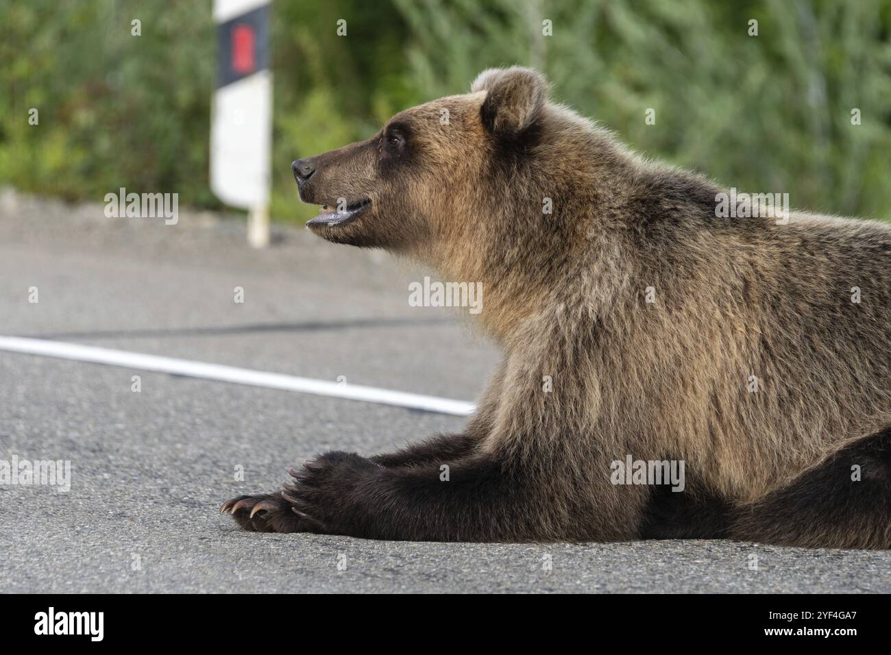 Hungry Kamchatka brown bear (Eastern brown bear) lies on roadside of ...