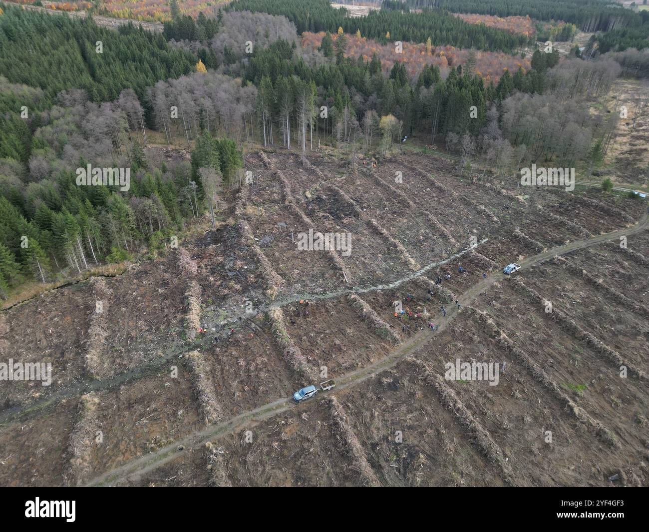 29 October 2024, Saxony-Anhalt, Elend: View of a forest area in the ...