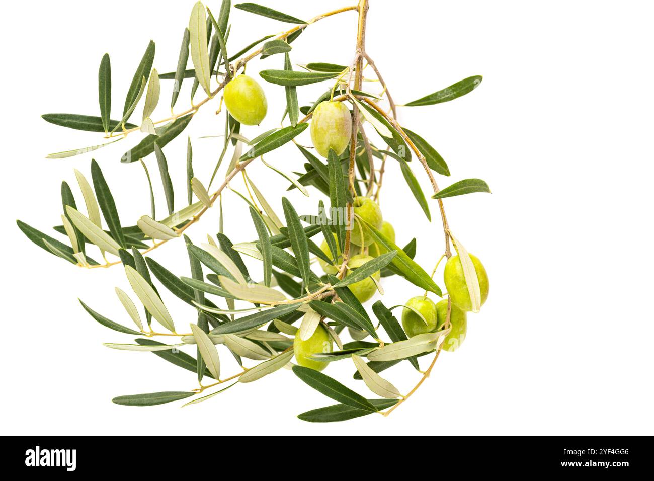 fresh olives isolated on white background Stock Photo - Alamy