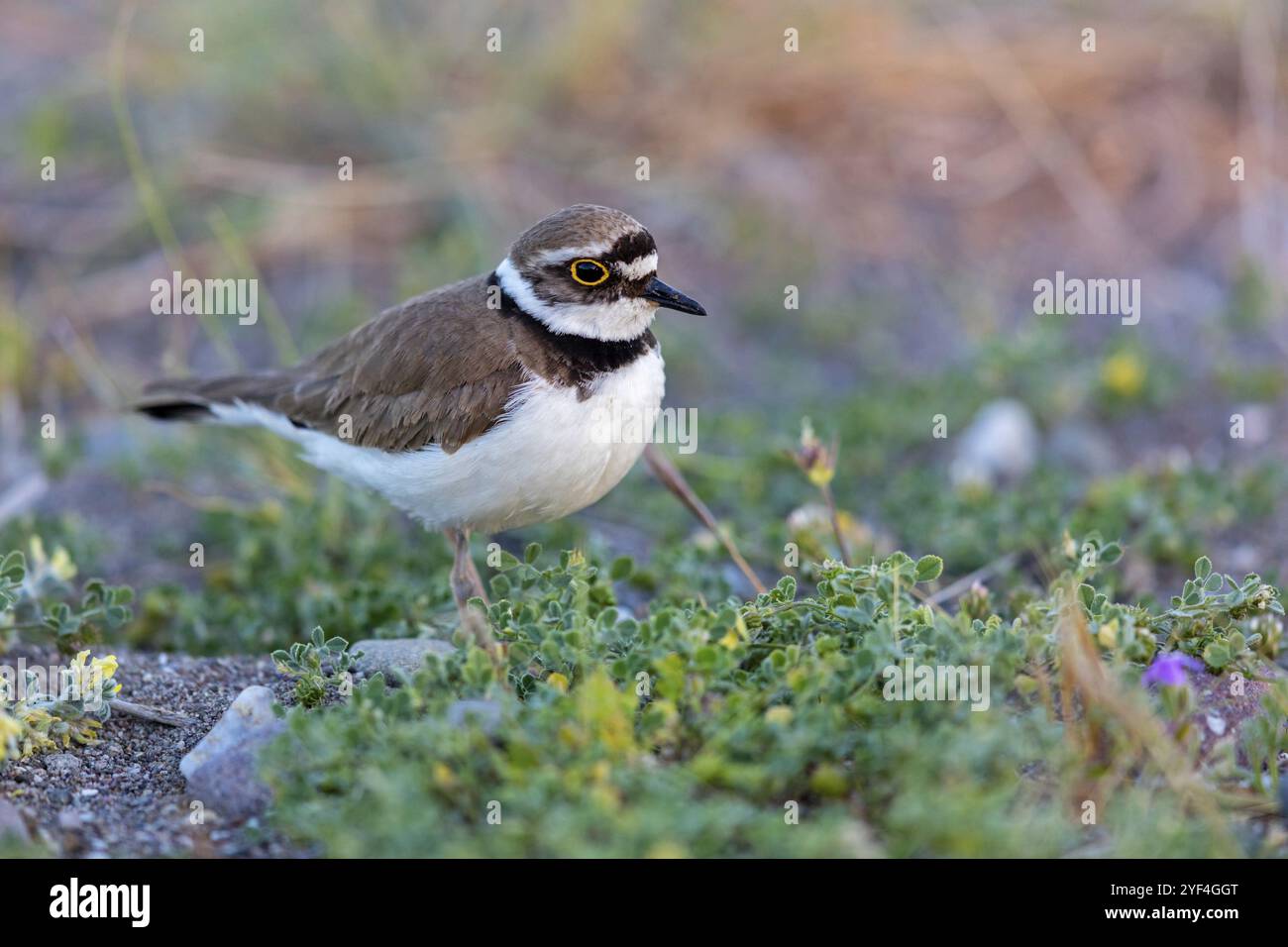 Little Ringed Plover, Little Ringed Plover, (Charadrius dubius), plover ...