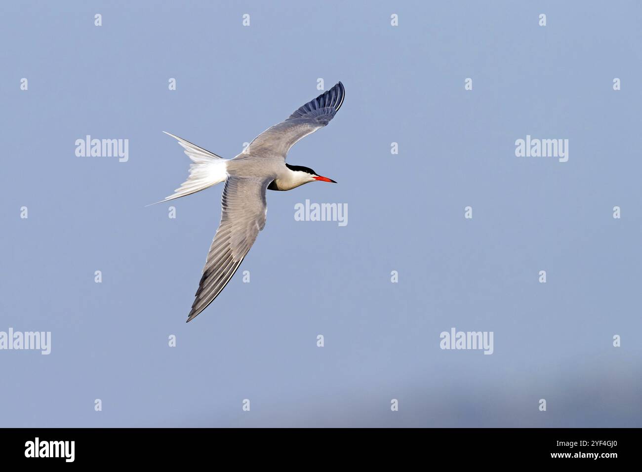 Common Tern, Common Tern, Common Tern, (Sterna hirundo), family of ...