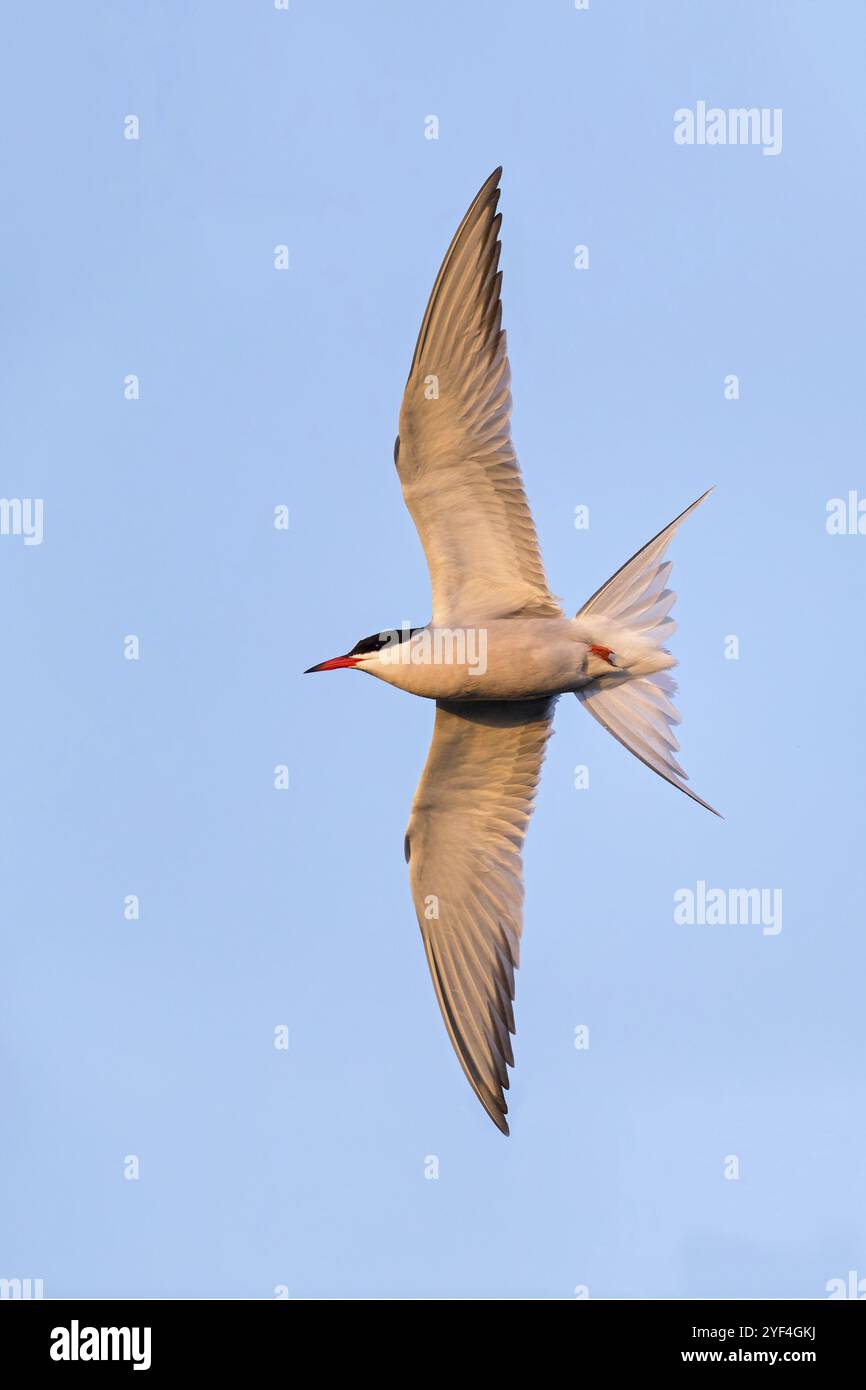 Common Tern, Common Tern, Common Tern, (Sterna hirundo), family of ...