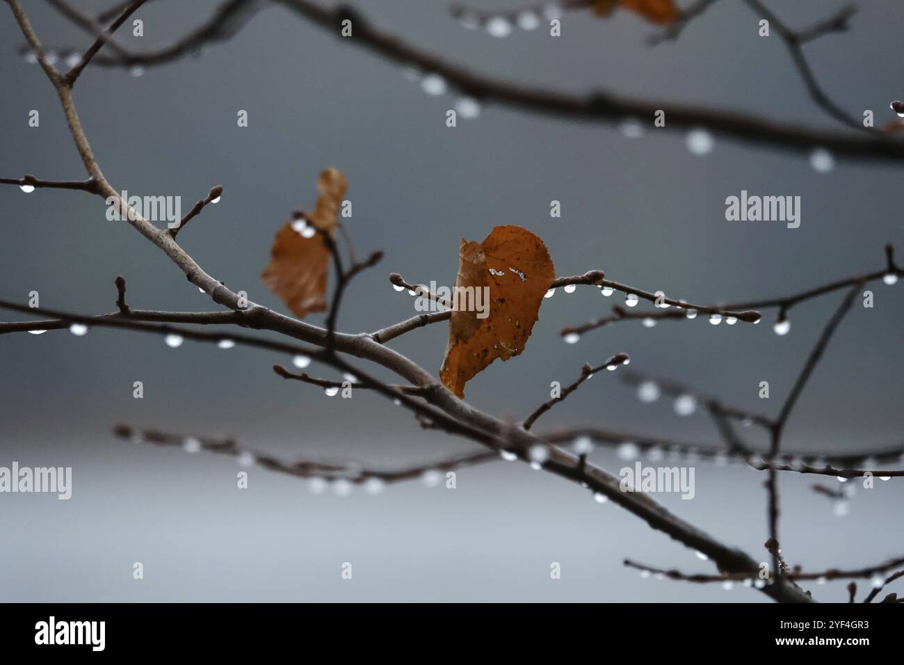 Rainy tree branches hi-res stock photography and images - Alamy