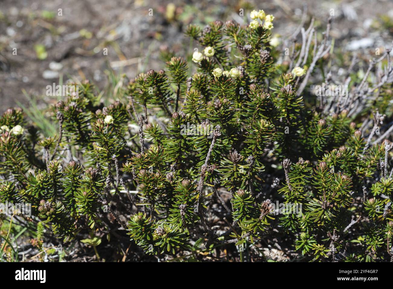 Wild flora of Kamchatka Peninsula, Siberian Juniper (Juniperus sibirica ...