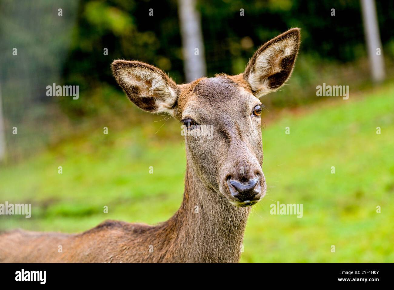 Hirsch, Rothirsch, Wildtier, Waldbewohner 03.11.2024, Windischgarsten ...