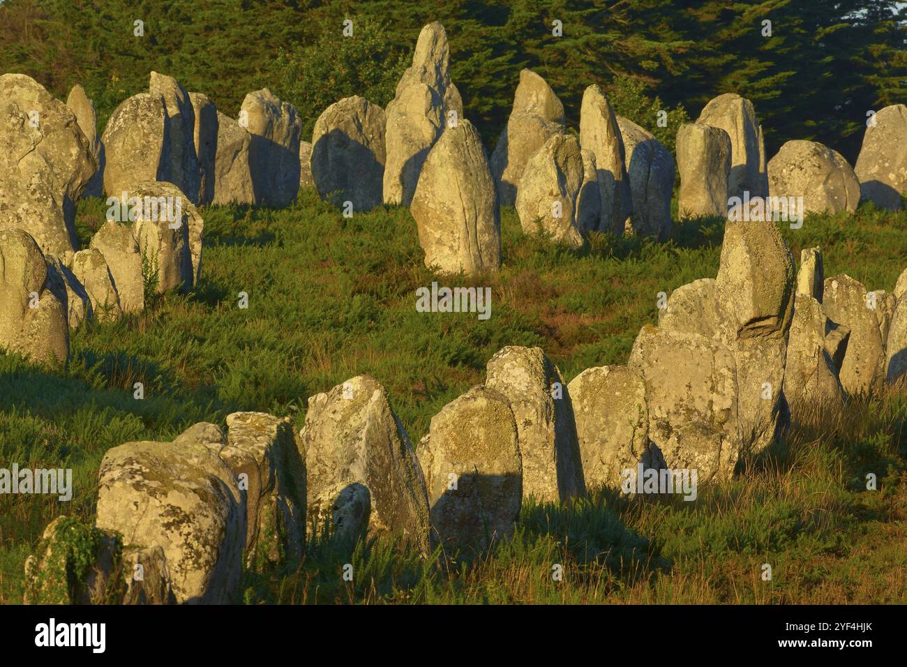 Neolithic menhirs, standing stone row in Carnac with sunrise, Carnac ...
