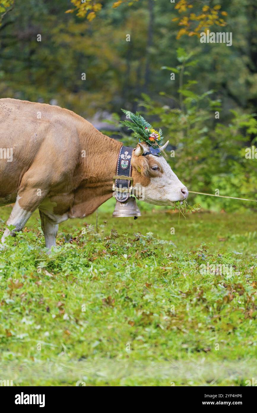 Grazing cow with decorated horns and a bell, surrounded by nature ...