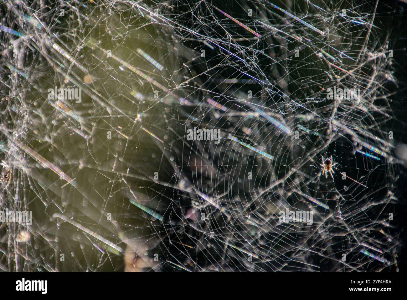 Tangled spider web illuminated by the sun Stock Photo - Alamy