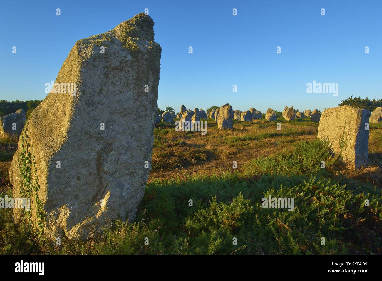 Neolithic menhirs, standing stones in Carnac with sunrise, Carnac ...