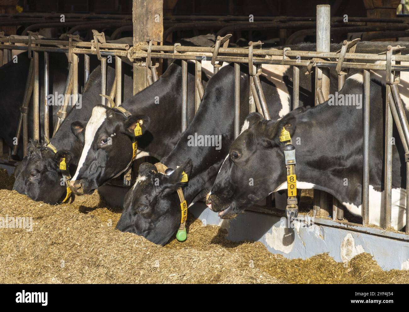 Dairy cows, cow, dairy cow, loose housing, loose housing, stable ...