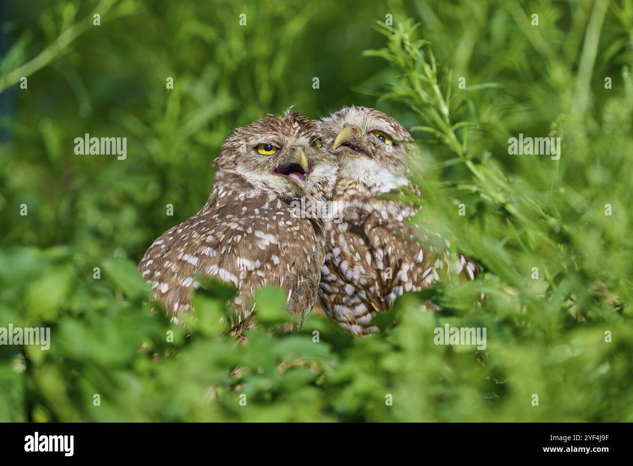 Two burrowing owls (Speotyto cunicularia) sitting together in the ...