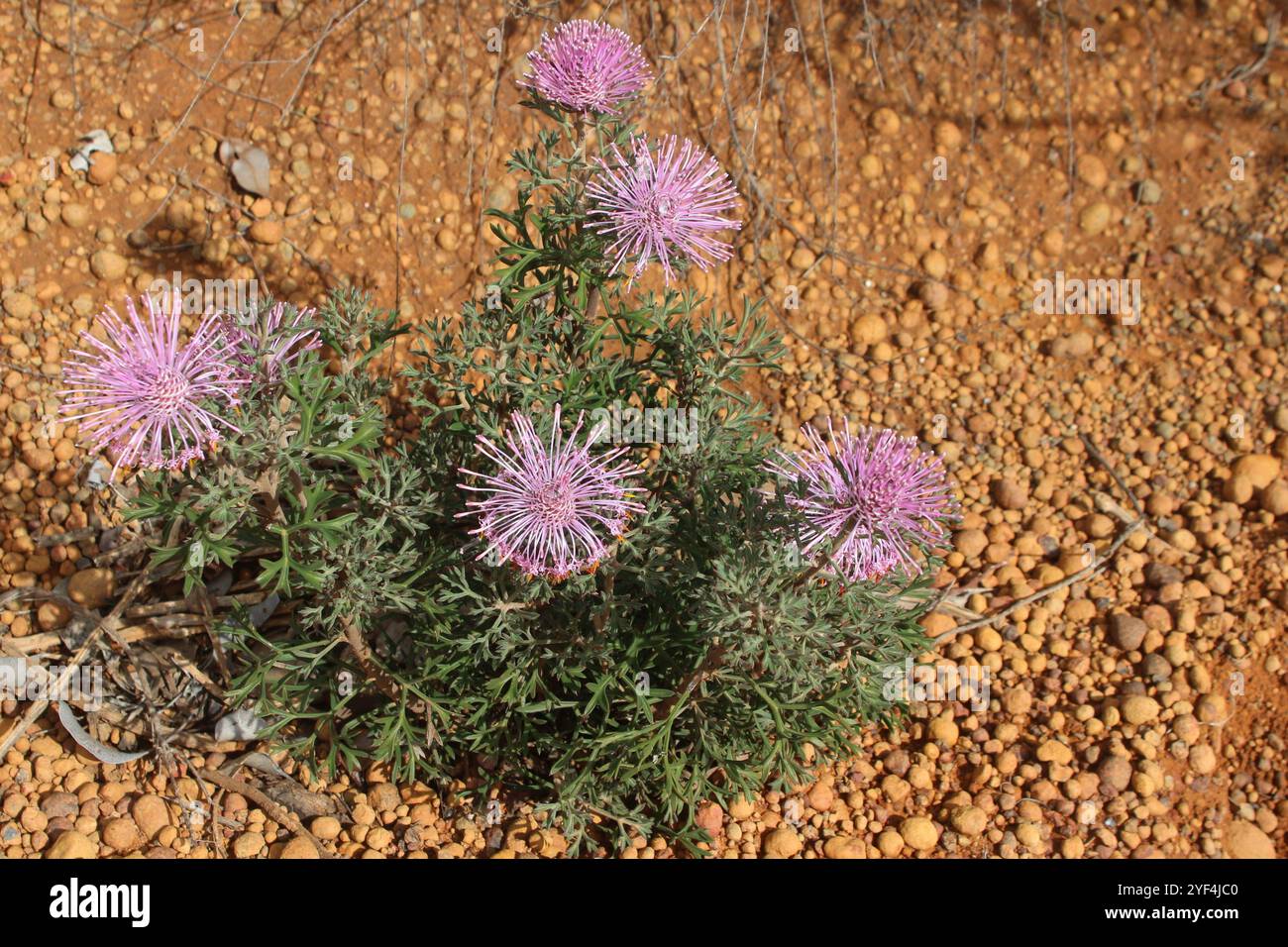 Western australia flower hi-res stock photography and images - Alamy