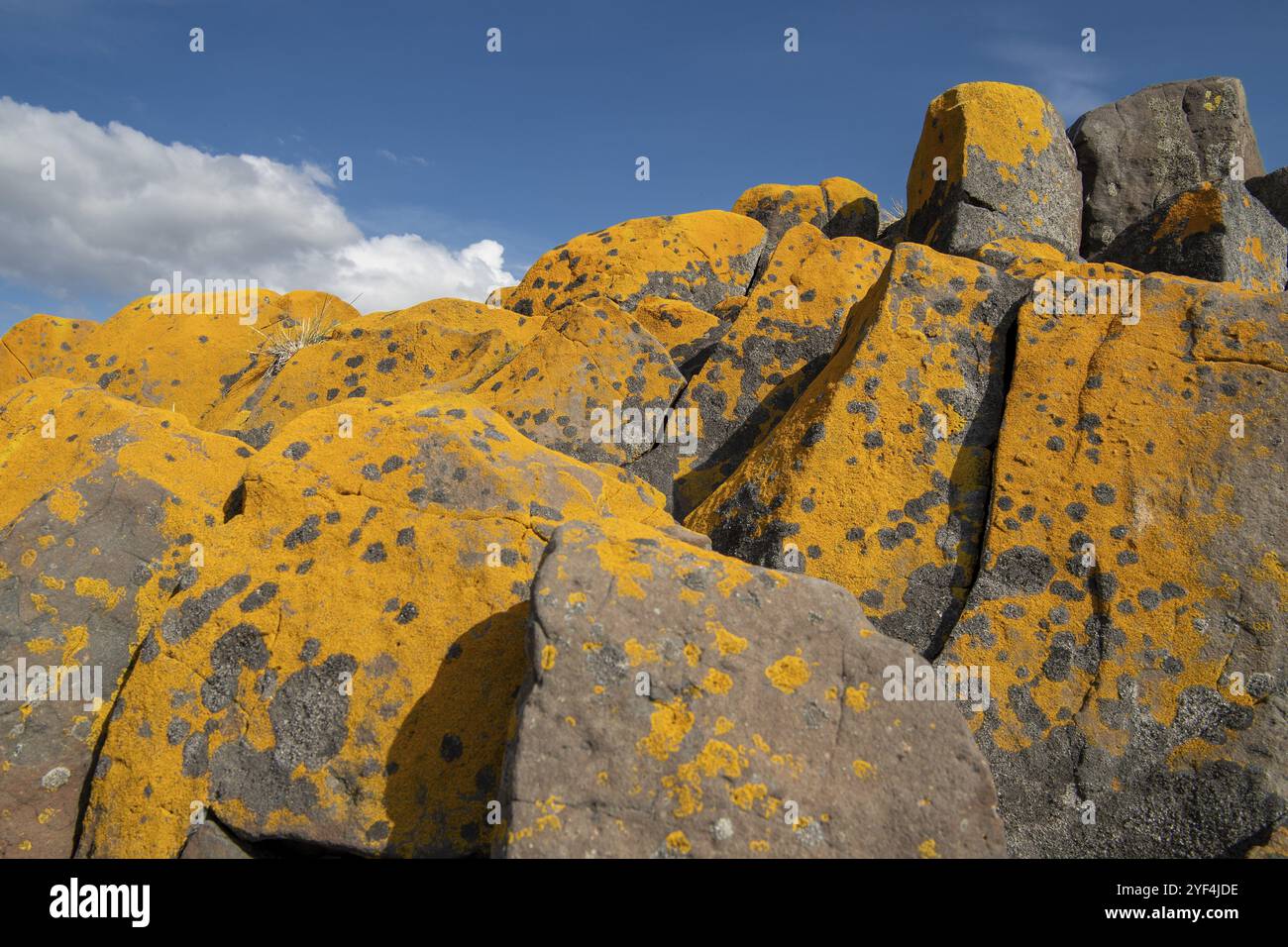 Orange-yellow lichen on columnar basalt, blue sky, Iceland, Europe ...
