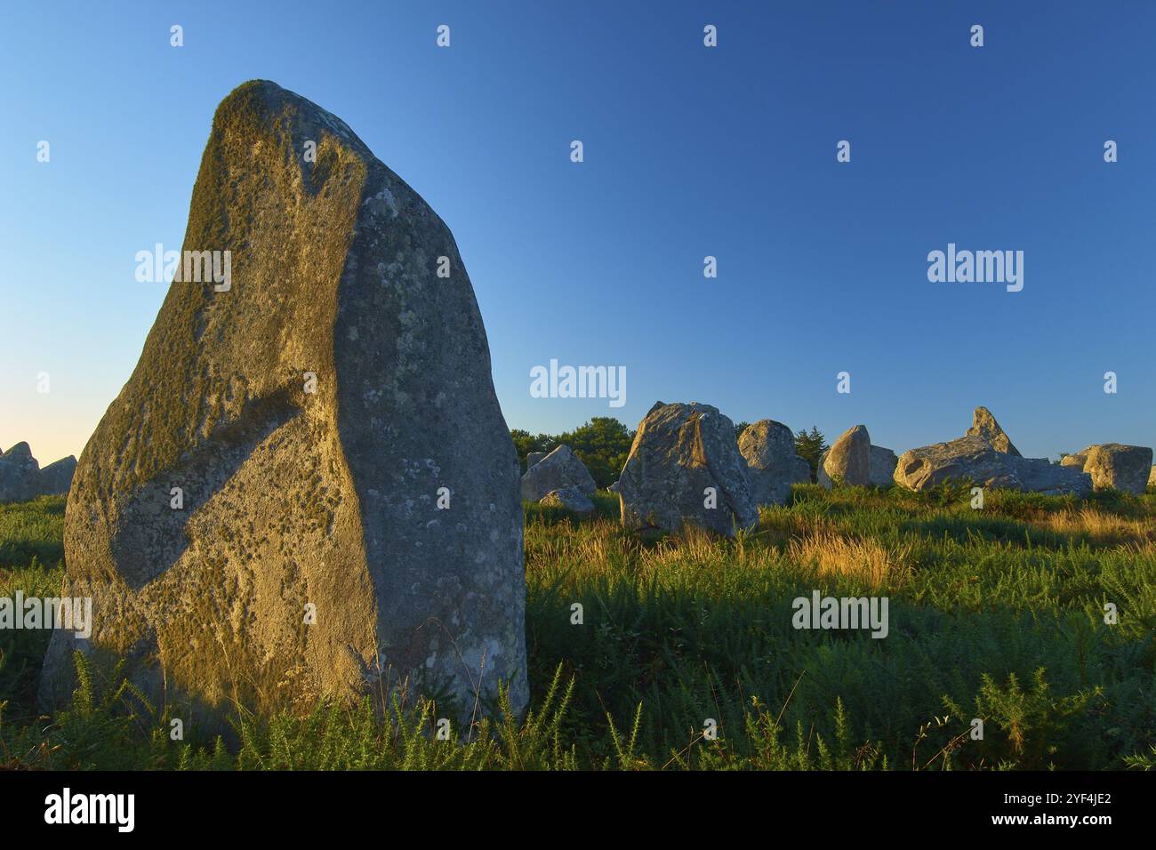 Neolithic menhirs, standing stones in Carnac with sunrise, Carnac ...