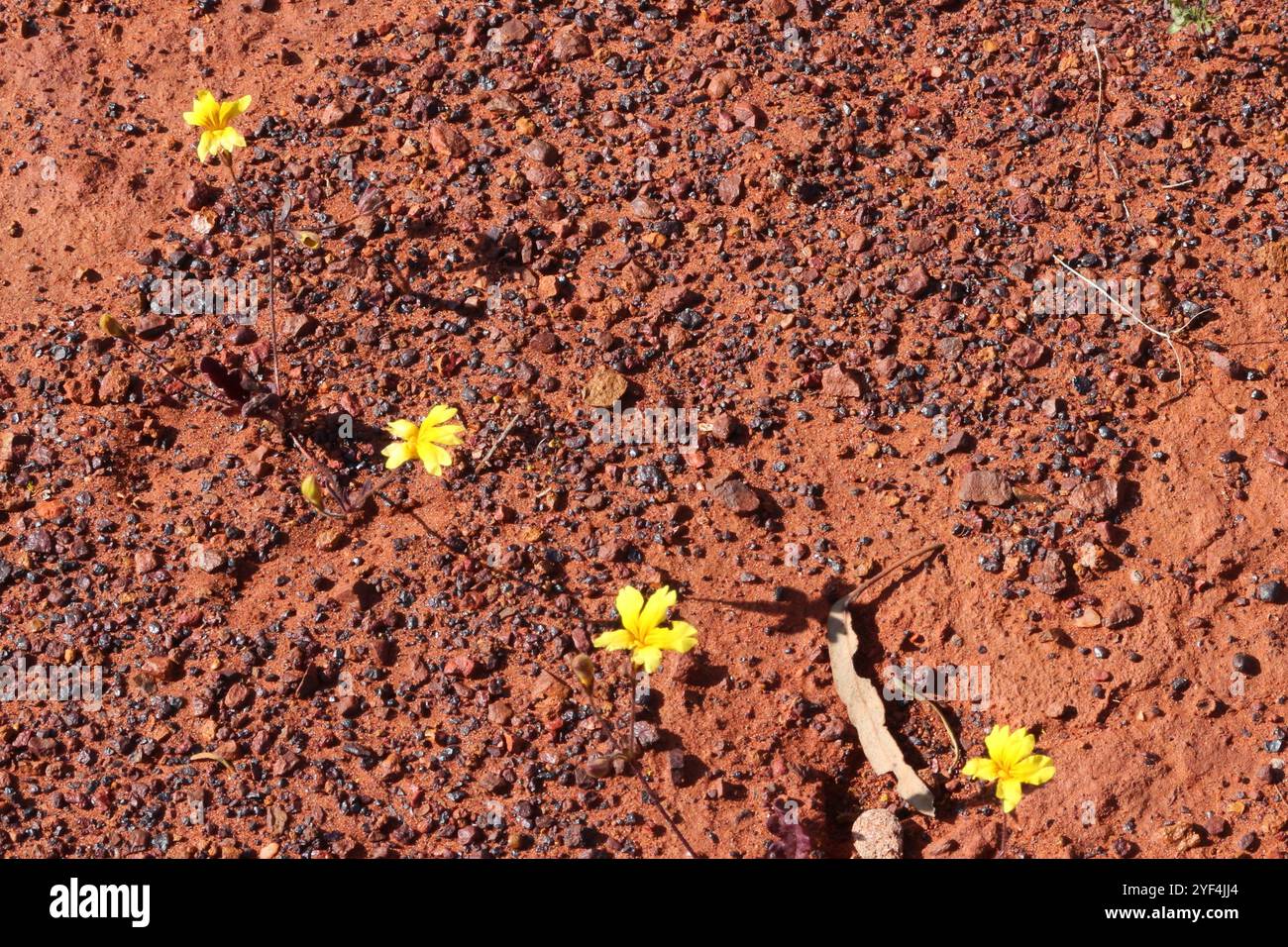 Red soil texture background with yellow flowering Dampiera luteiflora ...