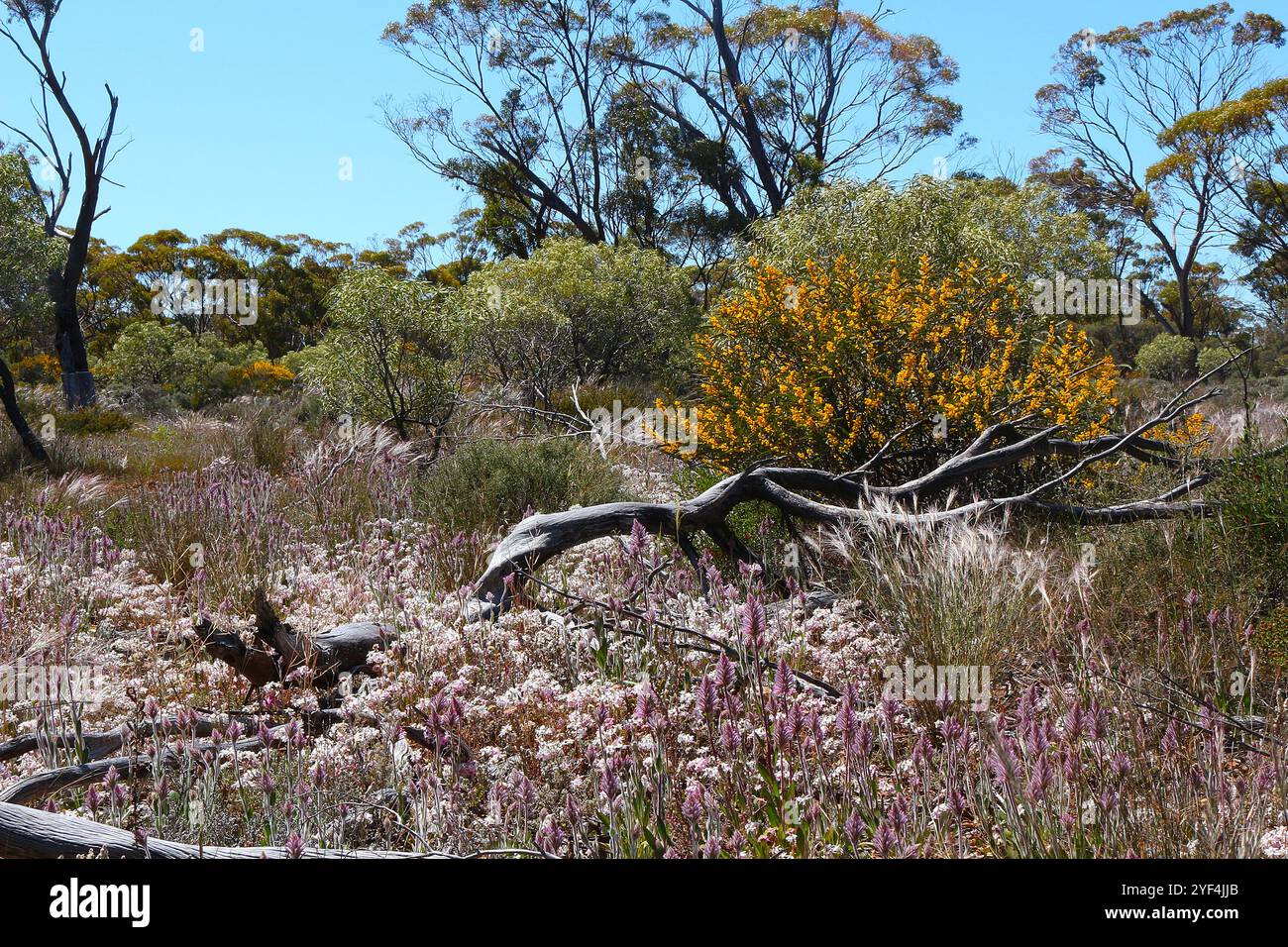 Australian native plants species hi-res stock photography and images ...