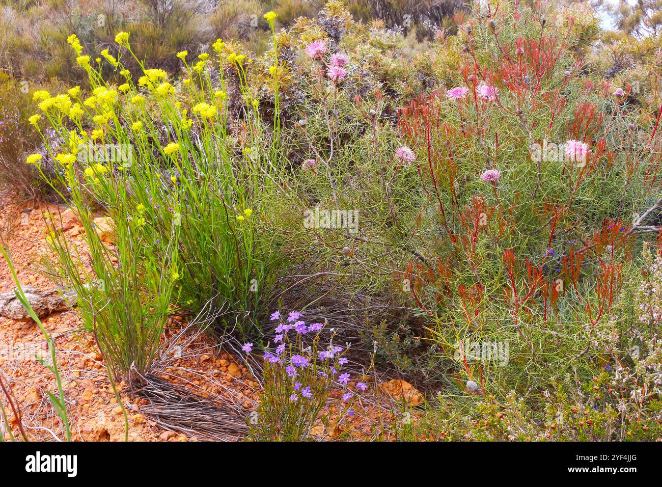 Western Australian outback abloom in spring with endemic wildflowers as ...