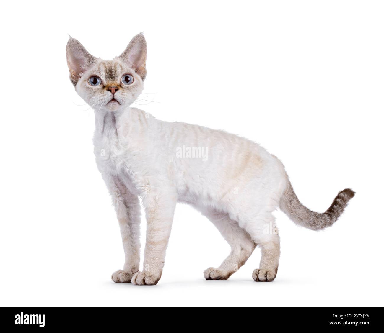 Adorable devon rex cat Cut Out Stock Images & Pictures - Alamy