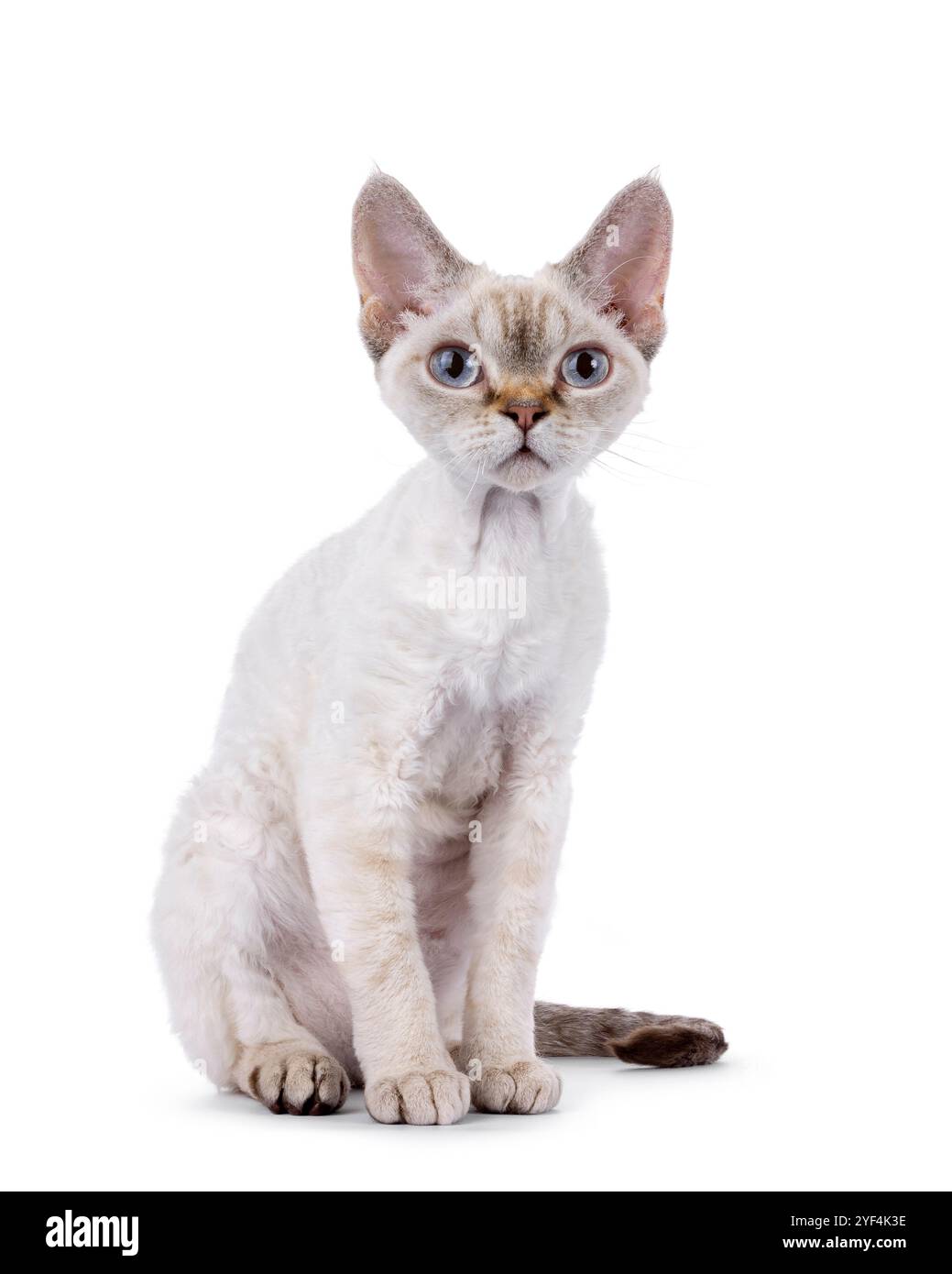 Adorable Devon Rex cat kitten, sitting up. Looking curious beside ...